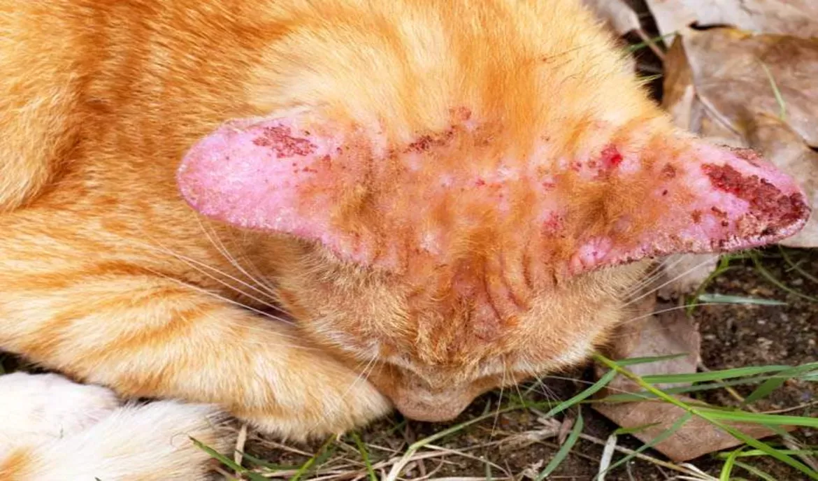 Understanding Cat Fungal Infection Skin: Causes, Symptoms, and ...