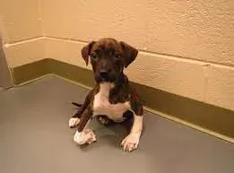 Rickets in Dogs: Causes, Symptoms, and Treatment