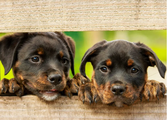 How To Treat Parvo At Home-Puainta®