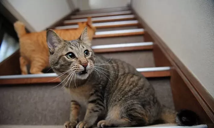 Why Do Cats Open Their Mouth When They Smell-Puainta®