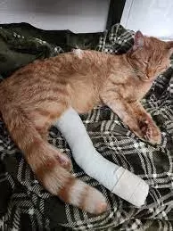 Caring for a Cat with Broken Leg -Puainta®