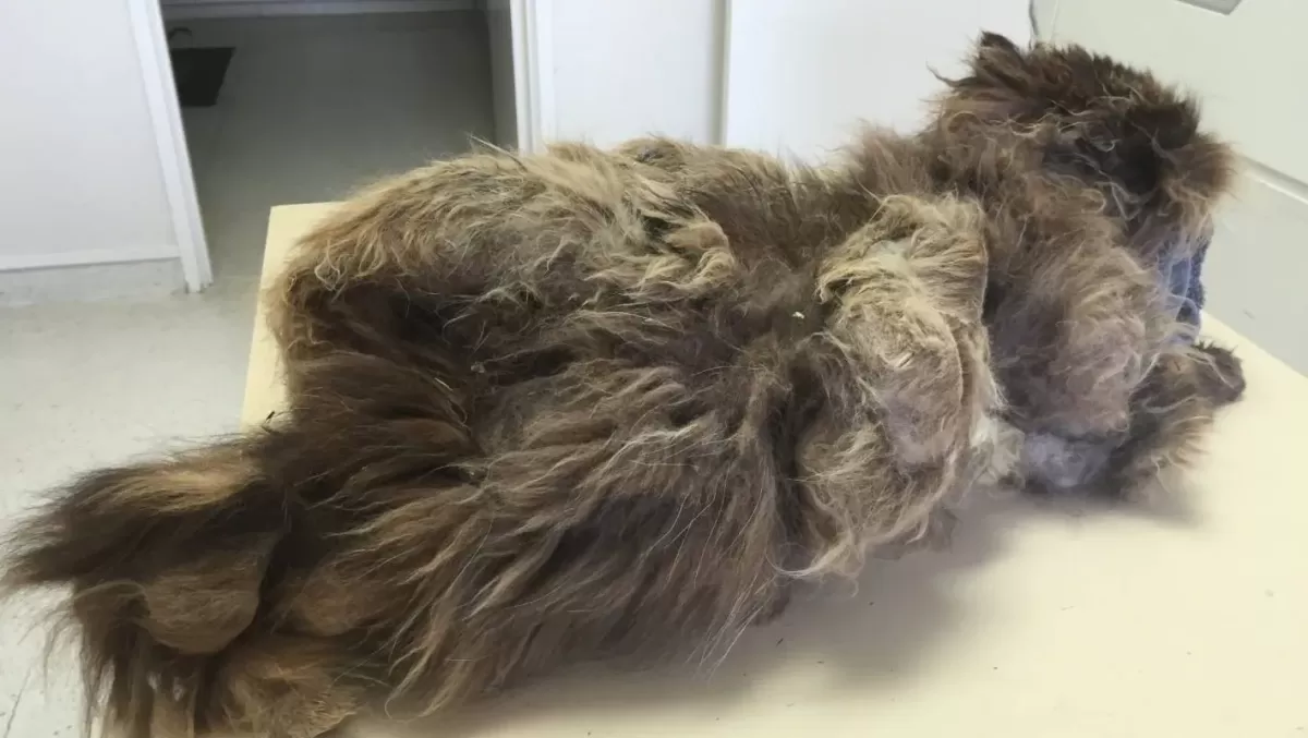 Understanding and Managing Cat Matted Fur