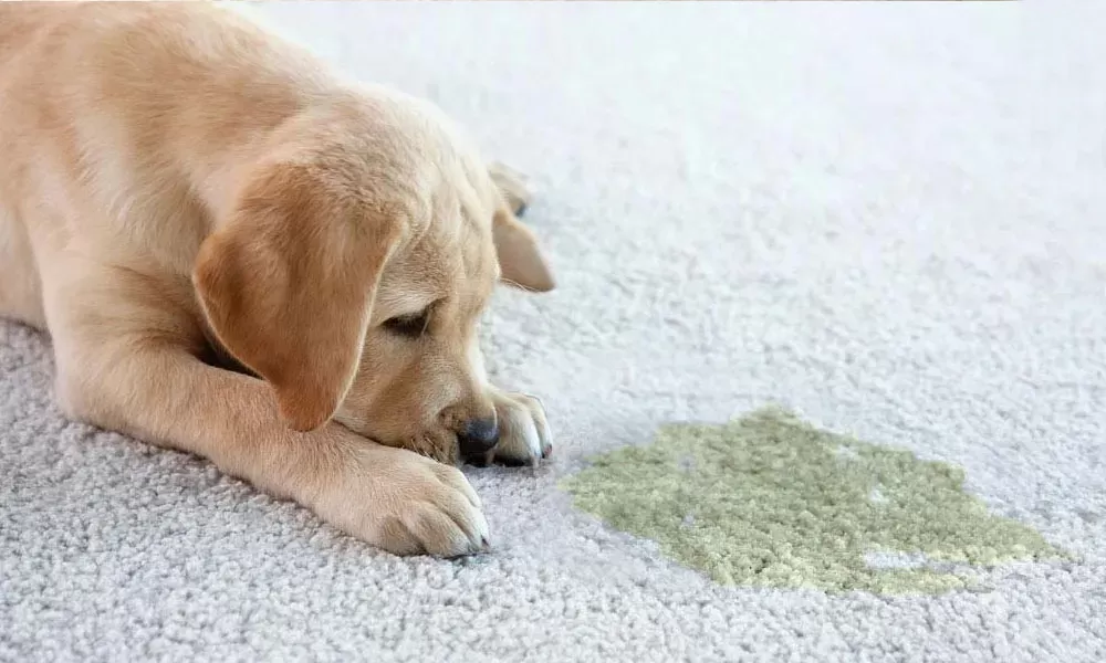 Crystals in Dog Urine: Causes, Symptoms, Treatment, and Prevention-Puainta®