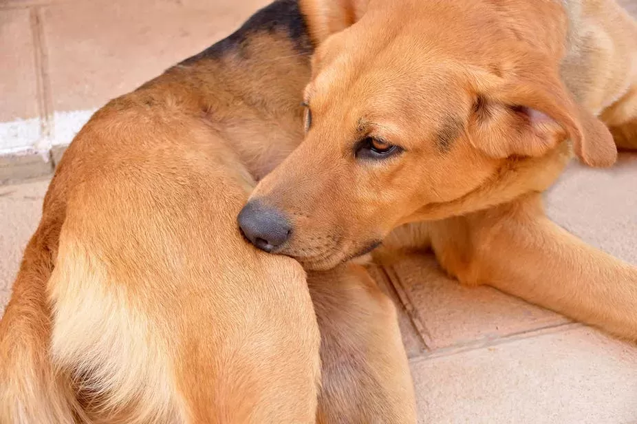 Understanding and Addressing Dog Excessive Licking