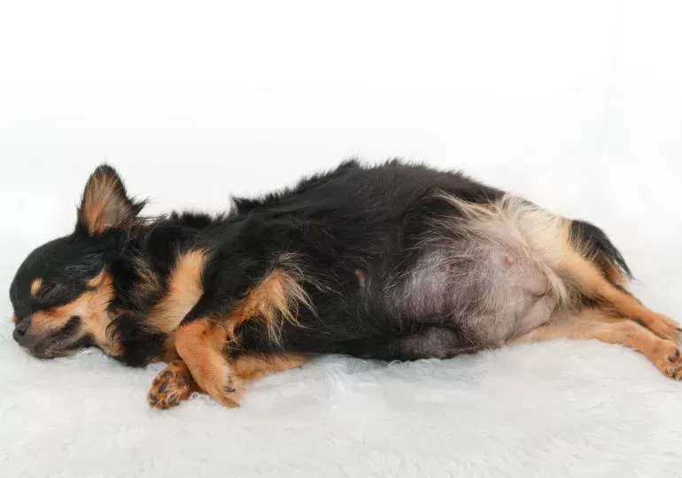 Unveiling Pyometra in Dogs
