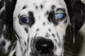 Uveitis in Dogs