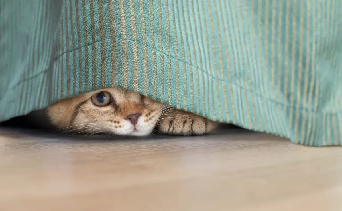 Why Is My Cat Hiding-Puainta®