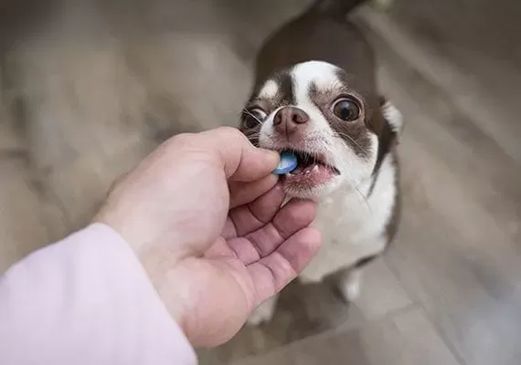 Neomycin Sulfate for Dogs: Uses, Benefits, and Safety-Puainta®