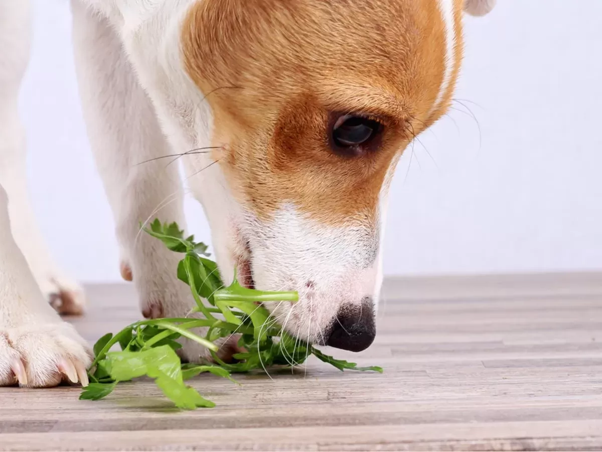 What Spices Can Dogs Eat-Puainta®