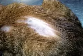 Understanding and Addressing Bald Spots on Cats-Puainta®