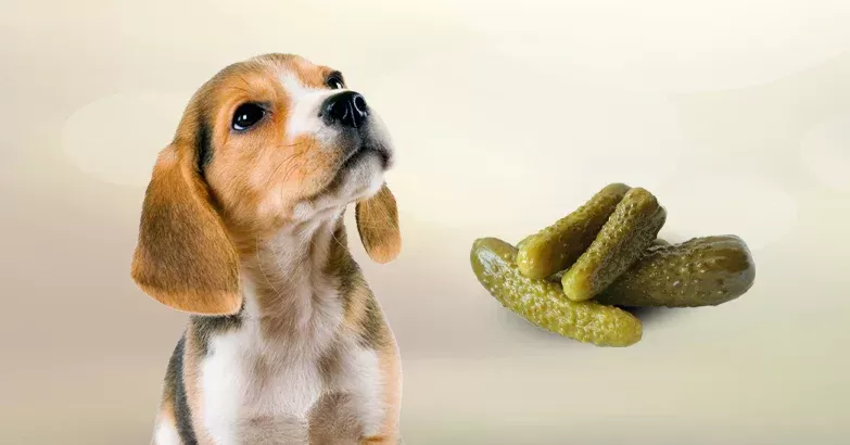 Can Dogs Eat Pickles-Puainta®