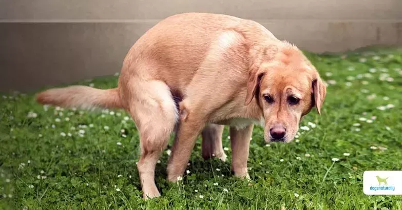 Understanding Colitis in Dogs