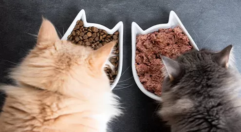 A Comprehensive Guide to Cat Appetite Stimulants