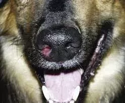 Nasal Polyps in Dogs