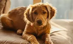 Esófago en perros: síntomas, causas, tratamiento