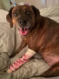 Dog Broken Toe: Signs, Cause and Treatment-Puainta®