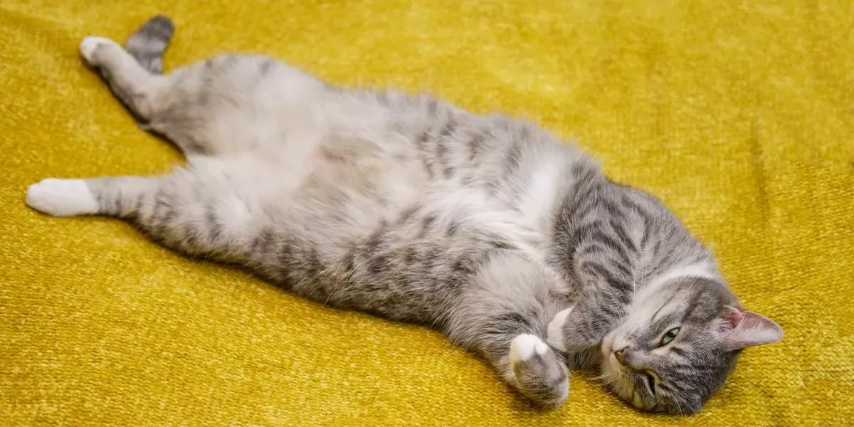 Why Do Cats Show Their Bellies-Puainta®