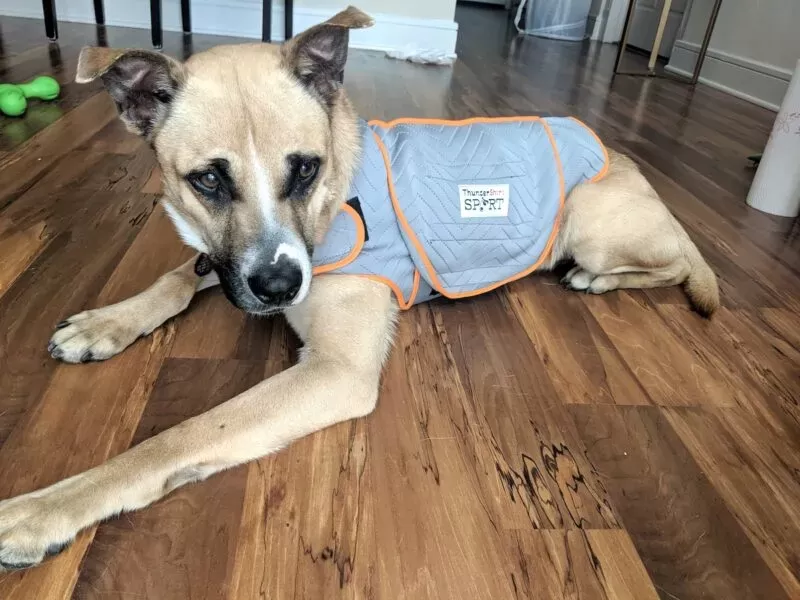 Can Dogs Have Autism-Puainta®