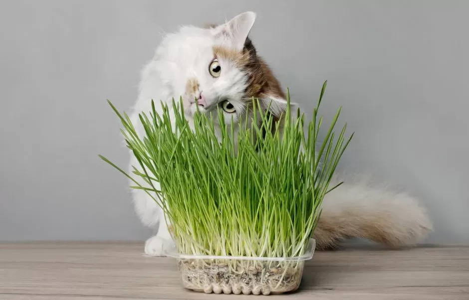 What Does Catnip Do to Cats-Puainta®