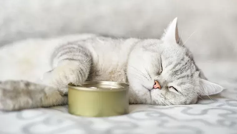 Anorexia in Cats: Causes, Symptoms, and Treatment