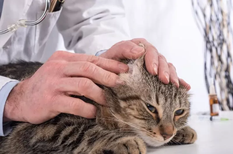 Cat Ear Infections: What Should We Know-Puainta®