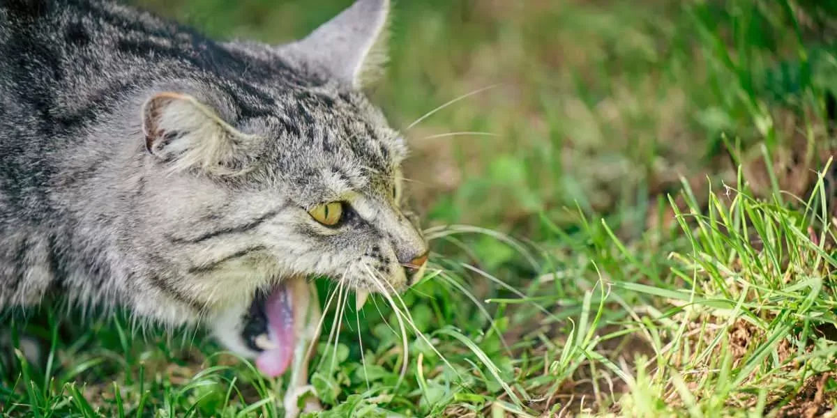 cat vomiting: what you should know