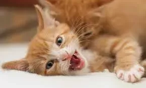 Understanding and Addressing Cat Swollen Lip-Puainta®