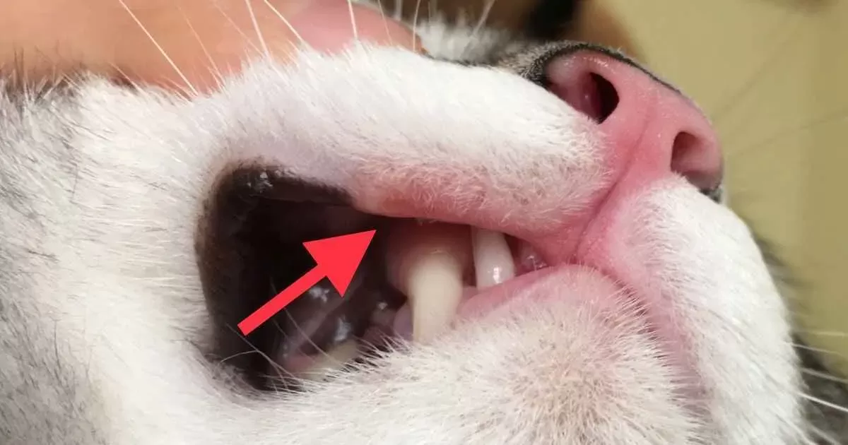 Understanding and Managing Cat Mouth Ulcers: Causes, Symptoms, and ...