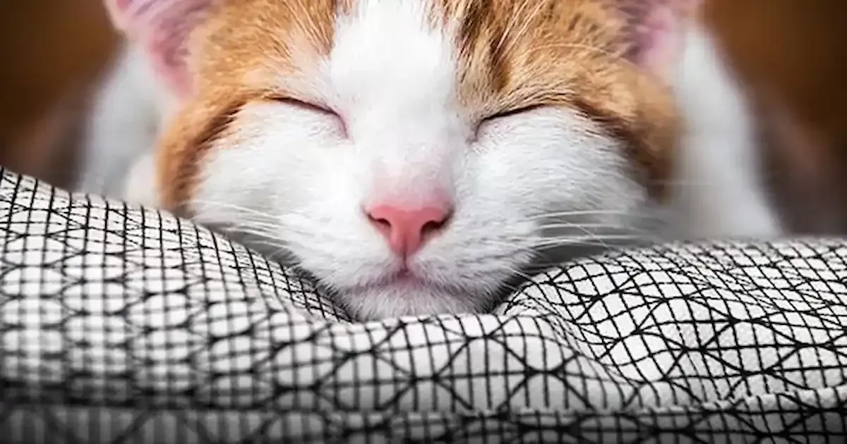 Do Cats Snore