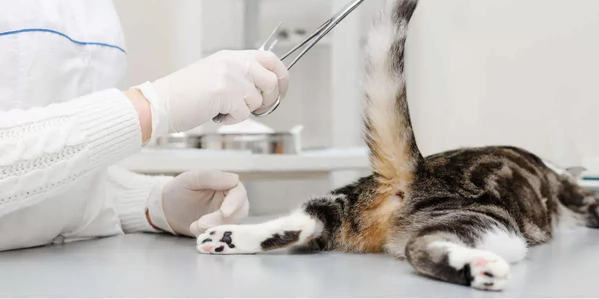 Rectal Prolapse in Cats-Puainta®