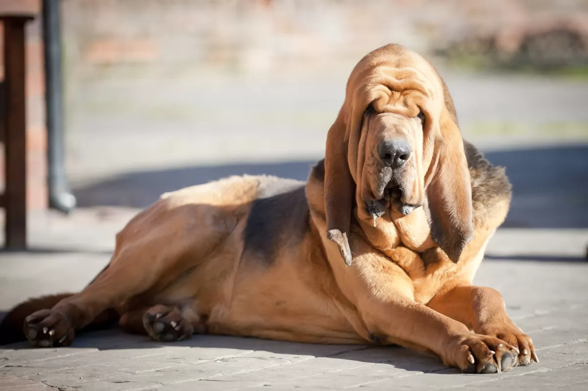 Understanding and Caring for Dogs with Droopy Faces-Puainta®