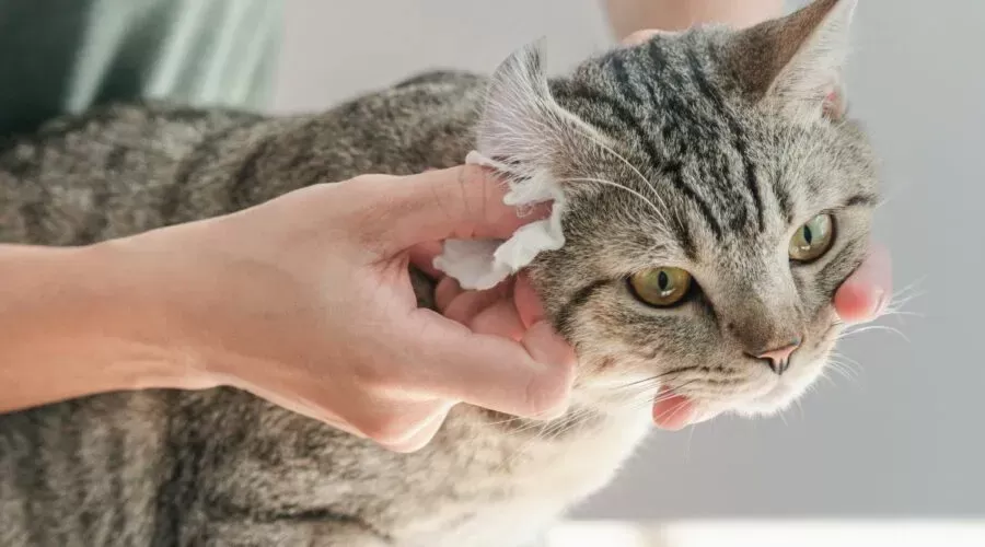 How to Check for Ear Mites in Cats: Causes, Symptoms, and Treatment ...