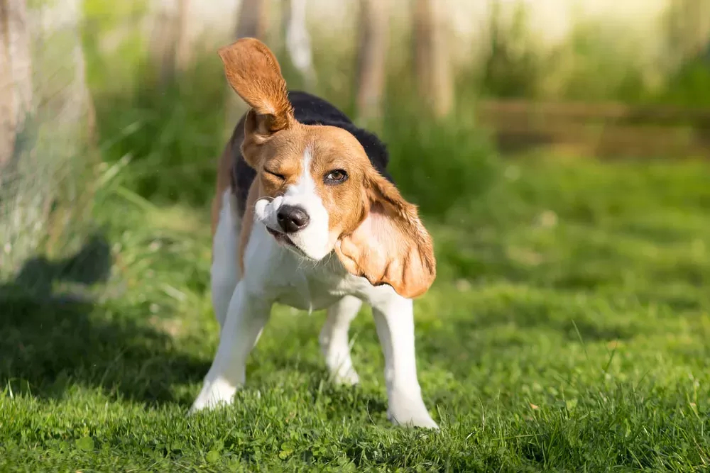 Exploring the Persistent Head-Shaking Behavior in Dogs-Puainta®
