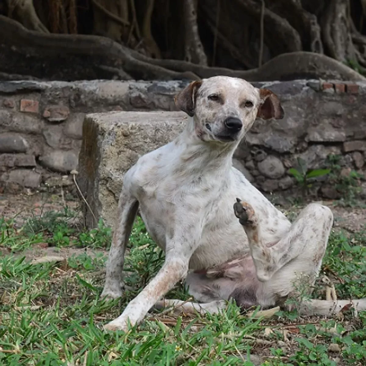 Can Dogs Get Psoriasis-Puainta®