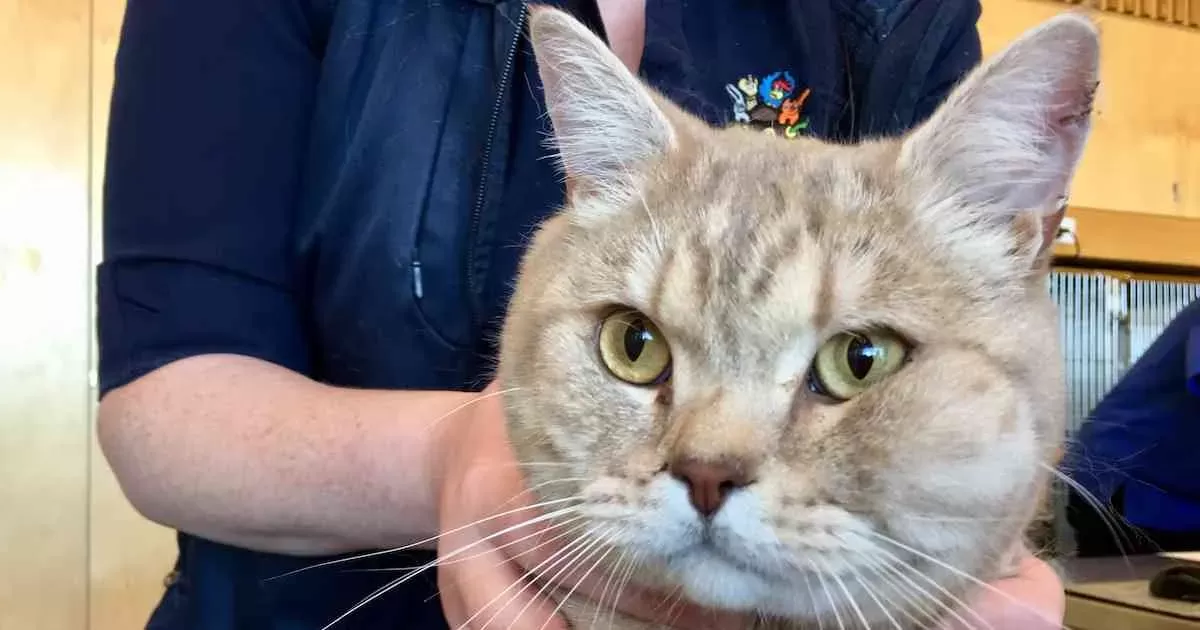 Understanding and Addressing Cat Swollen Face: Causes, Symptoms, and ...