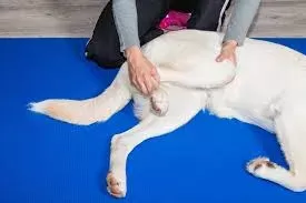 Muscle Spasms in Dogs