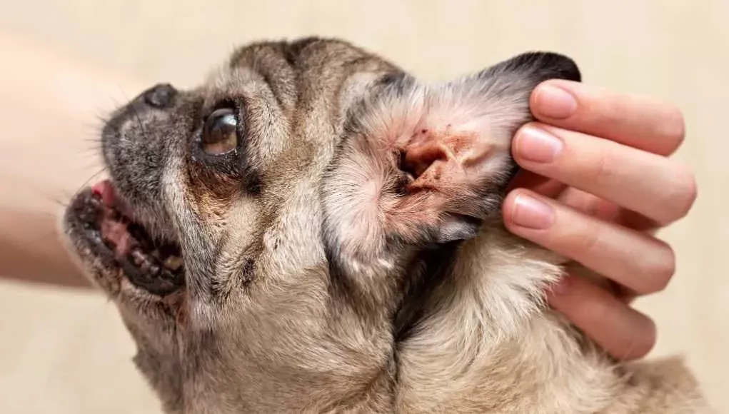 Otitis Media in Dogs