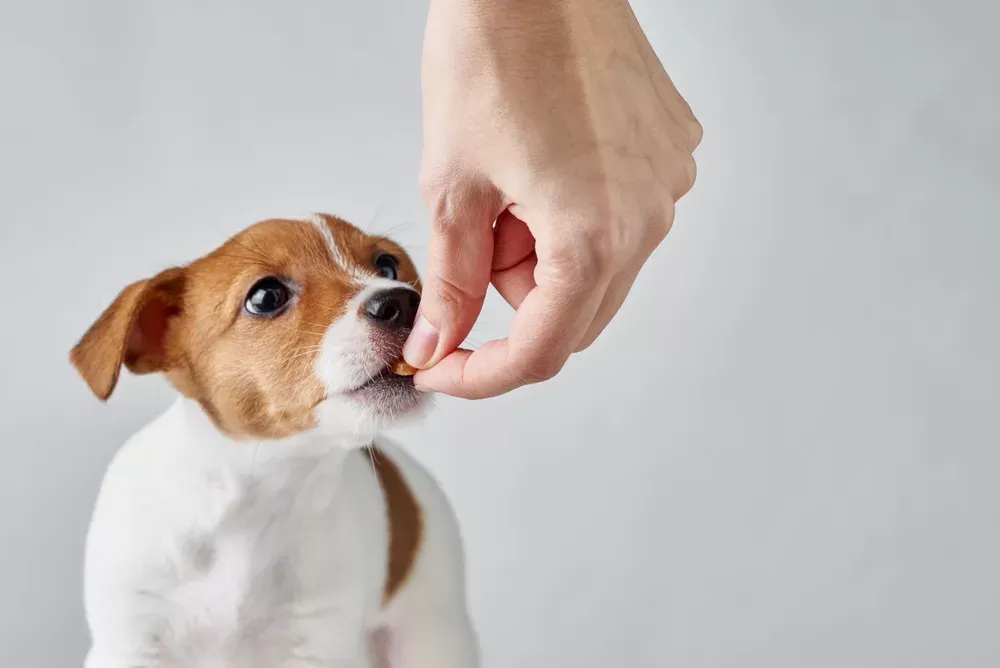 Magnesium for Dogs: Benefits and Uses-Puainta®