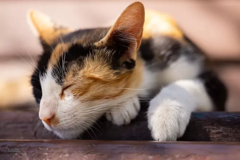 Exploring the Phenomenon of Cat Twitching in Sleep-Puainta®