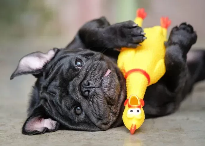 Why is My Dog Suddenly Attached to A Toy?