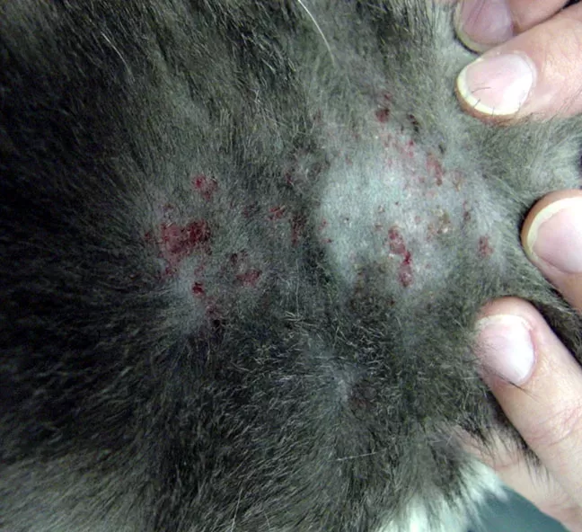 Understanding Feline Miliary Dermatitis: Causes, Treatment, and Risks ...
