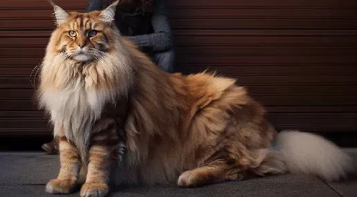 How Big Do Maine Coon Cats Get-Puainta®