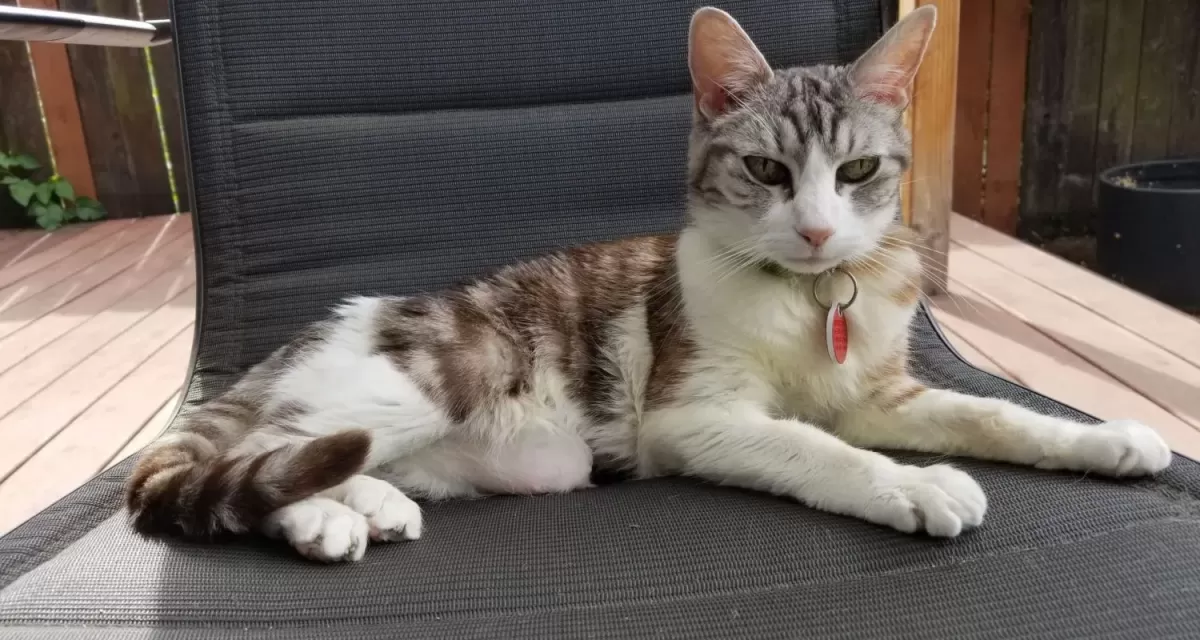 The Comprehensive Guide to Cat Joint Supplements-Puainta®