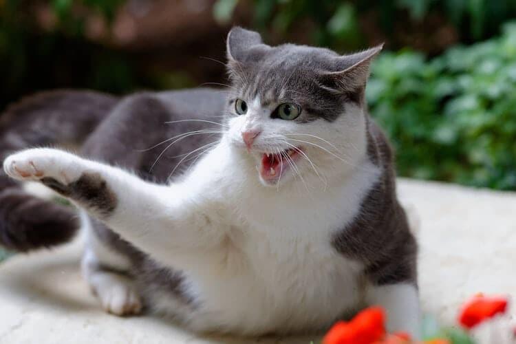 Angry Cat Sounds: Understanding Your Cat's Vocal Cues and Body Language