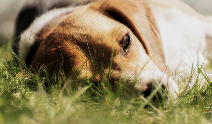 Masticatory Muscle Myositis (MMM) in Dogs