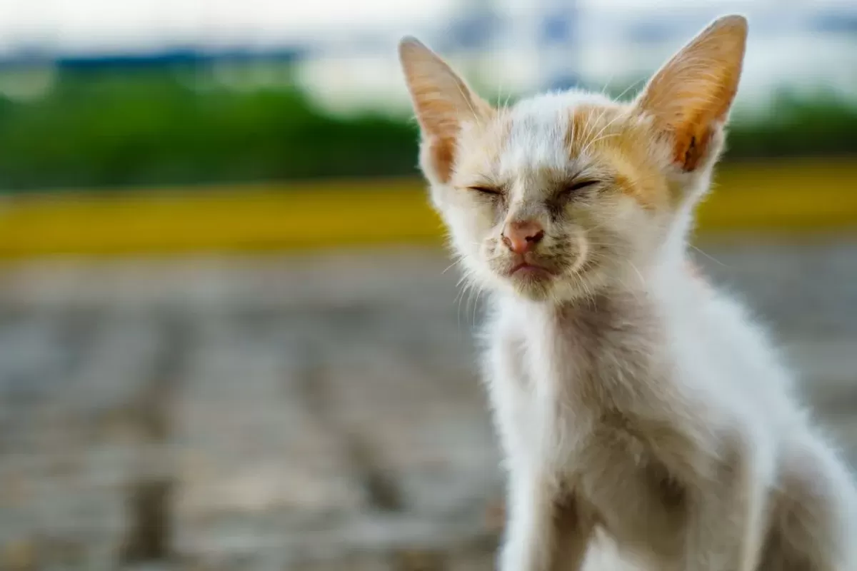 Kitten's Eye Is Crusted Shut : What Should I Do