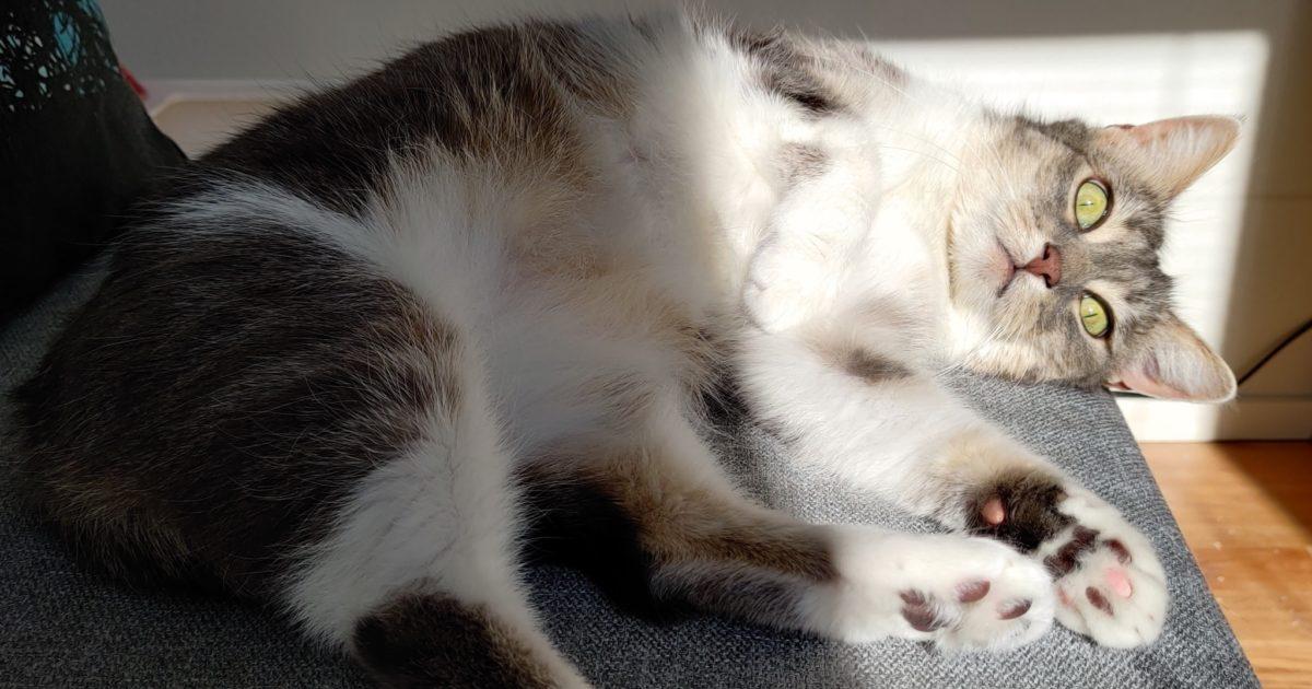 Feline Subtotal Colectomy: What You Need to Know for Your Cat's Health