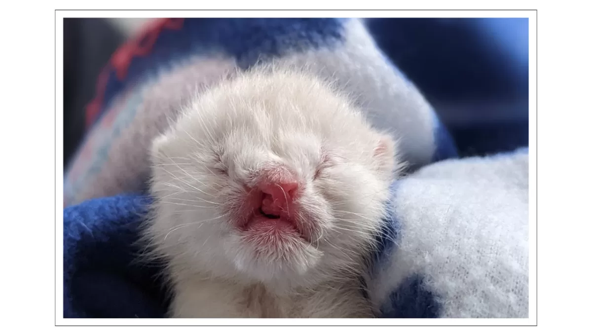 Fading Kitten Syndrome : What Should We Know