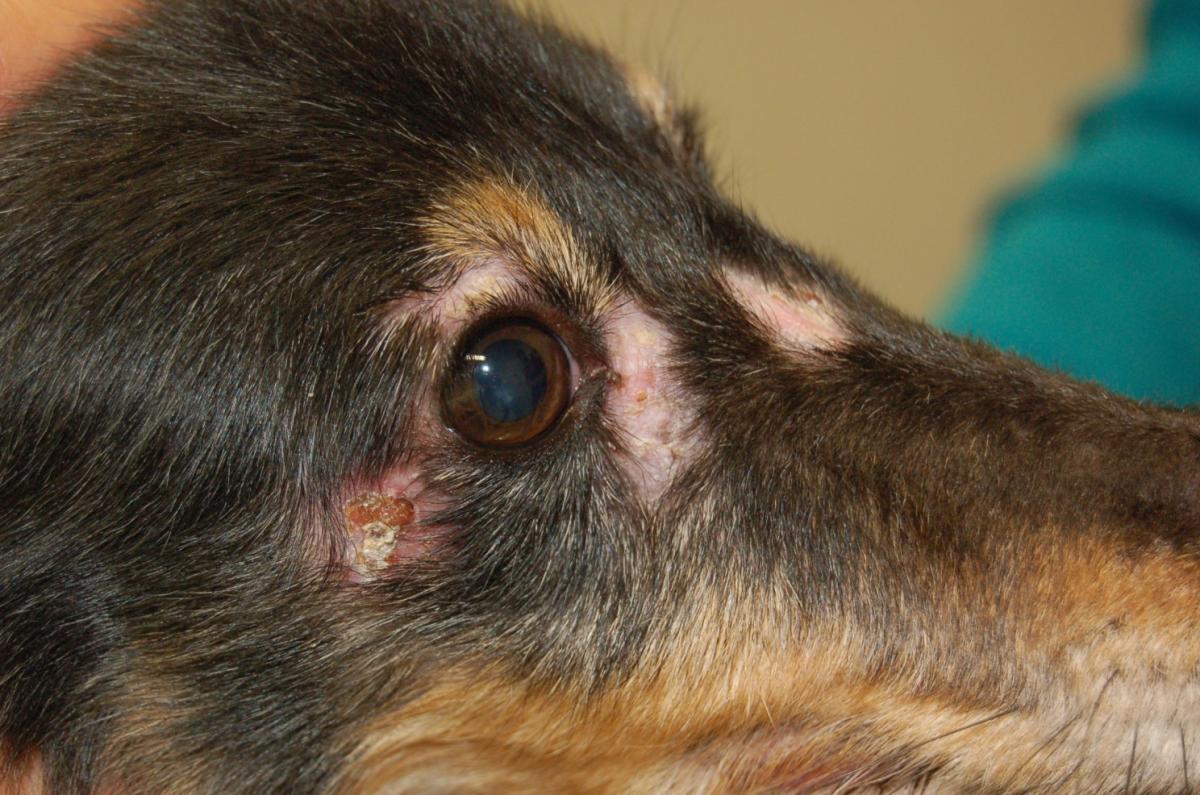 Vasculitis in Dogs: A Comprehensive Guide