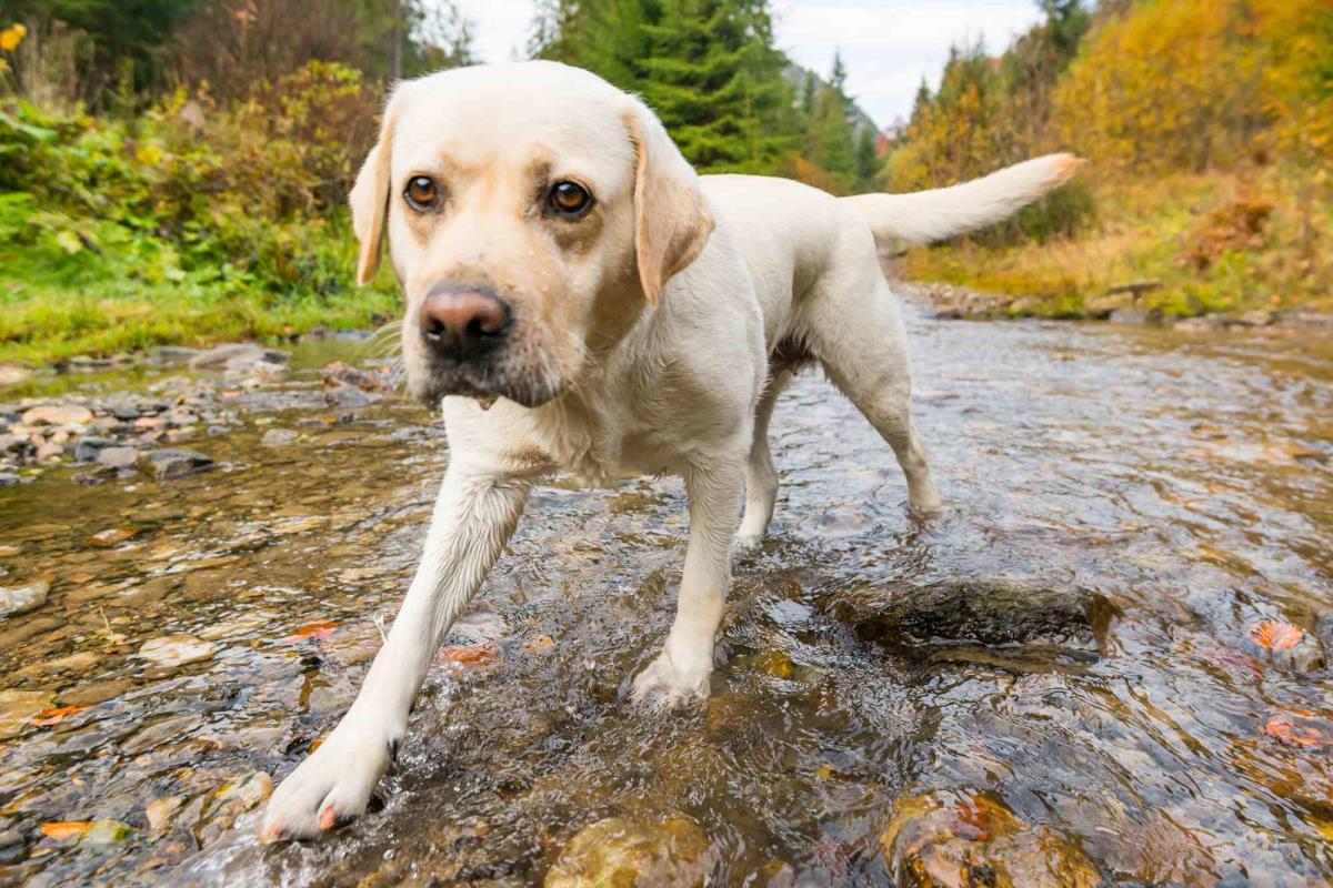 Exploring Canine Flatworms